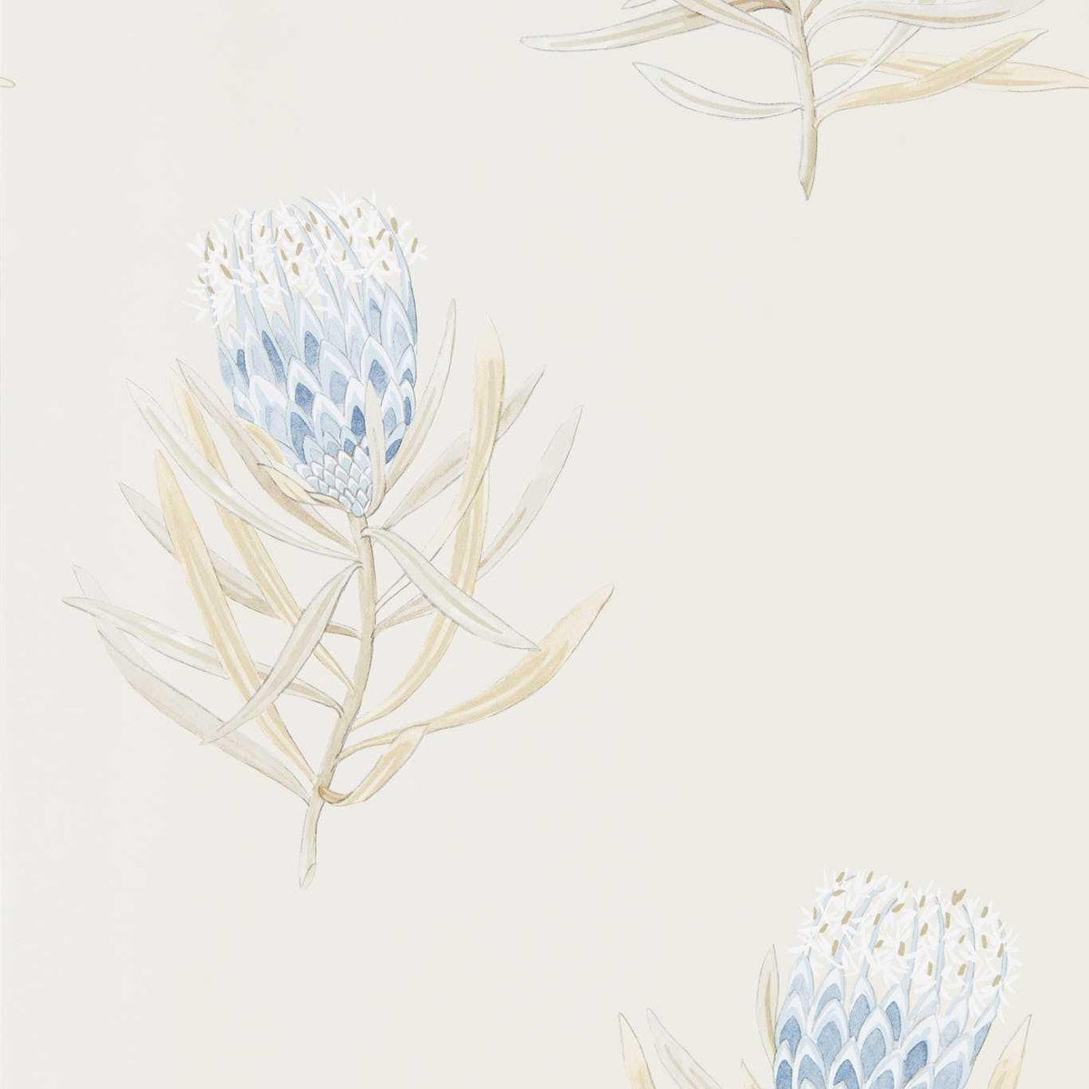 Sanderson Protea Flower China Blue/Canvas Wallpaper – DecoratorsBest