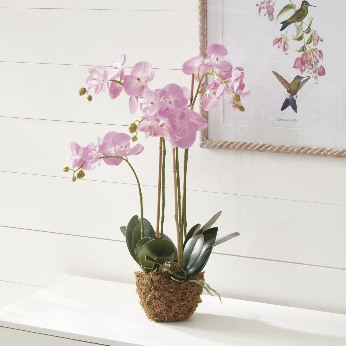 Napa Pink Phalaenopsis Orchid Drop-In 30" – DecoratorsBest