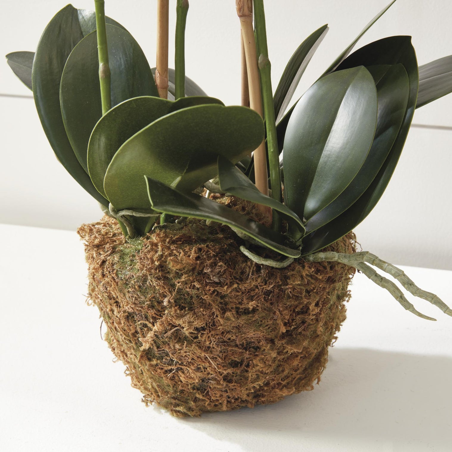 Napa Pink Phalaenopsis Orchid Drop-In 30" – DecoratorsBest