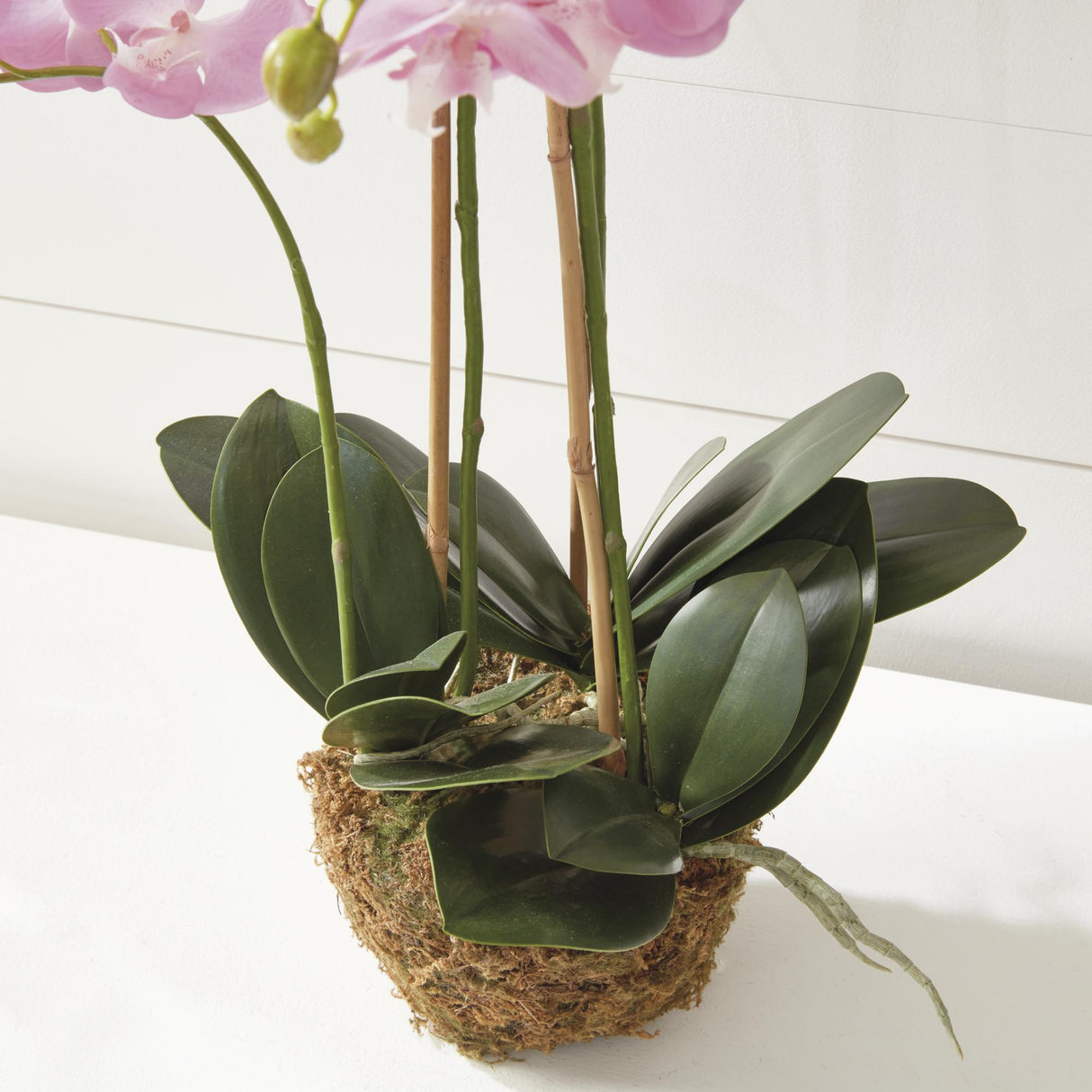 Napa Pink Phalaenopsis Orchid Drop-In 30" – DecoratorsBest